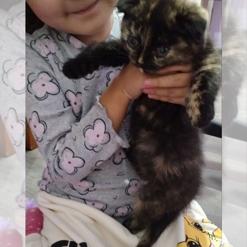 Британская короткошёрстная, взрослая кошка