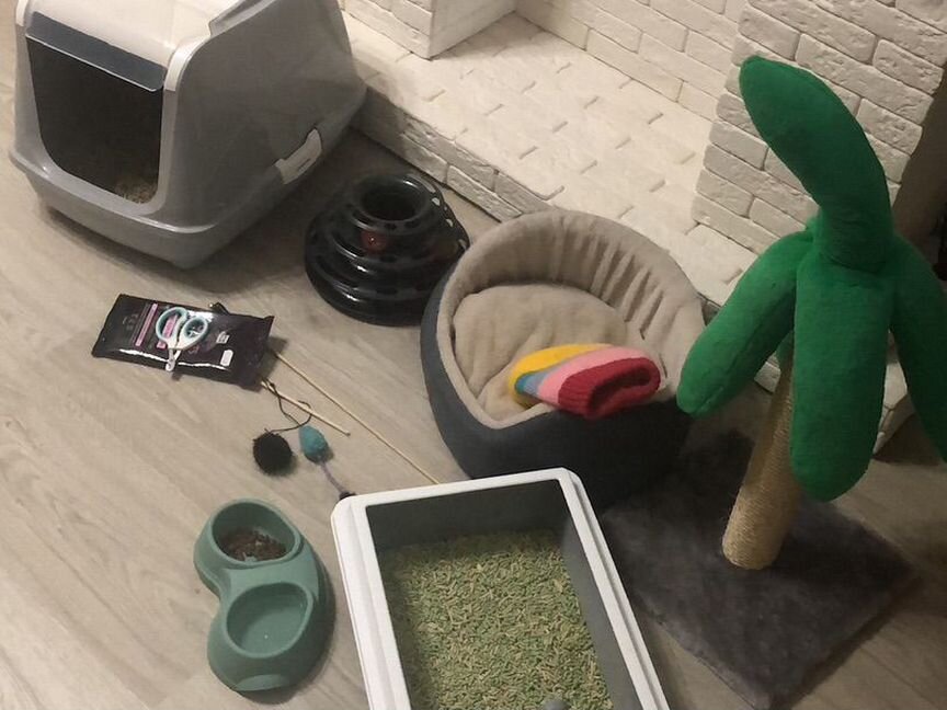 Лоток, лежанка, когтеточка, миска, игры котенка