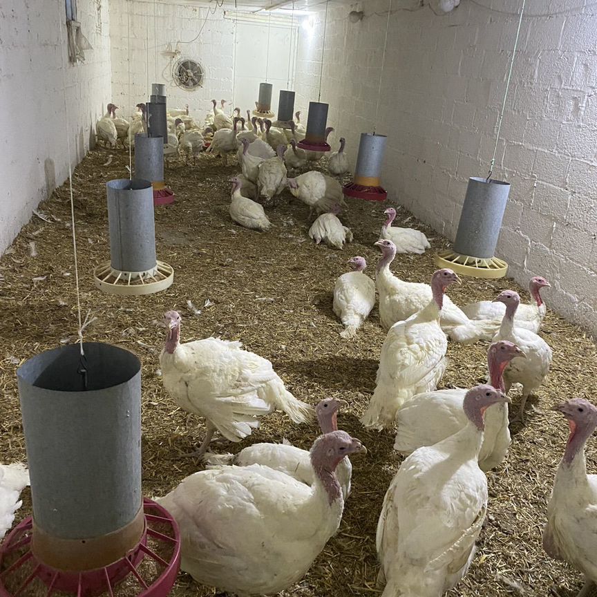 Индюки хайбрид