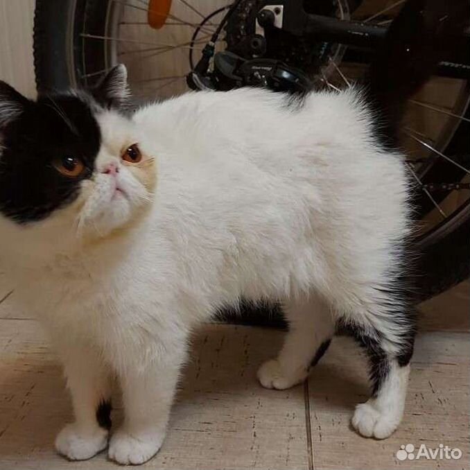 Персидский кот экзот