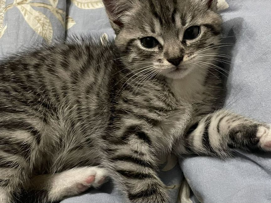 Котенок сибирский