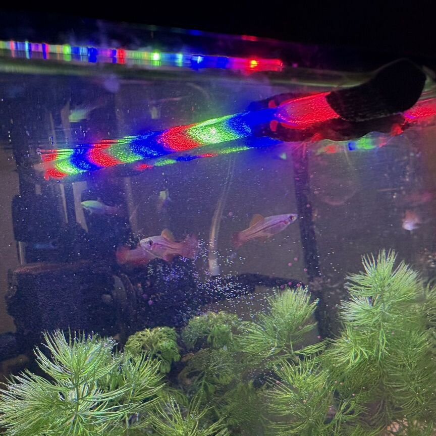 Аквариумные рыбки меченосцы