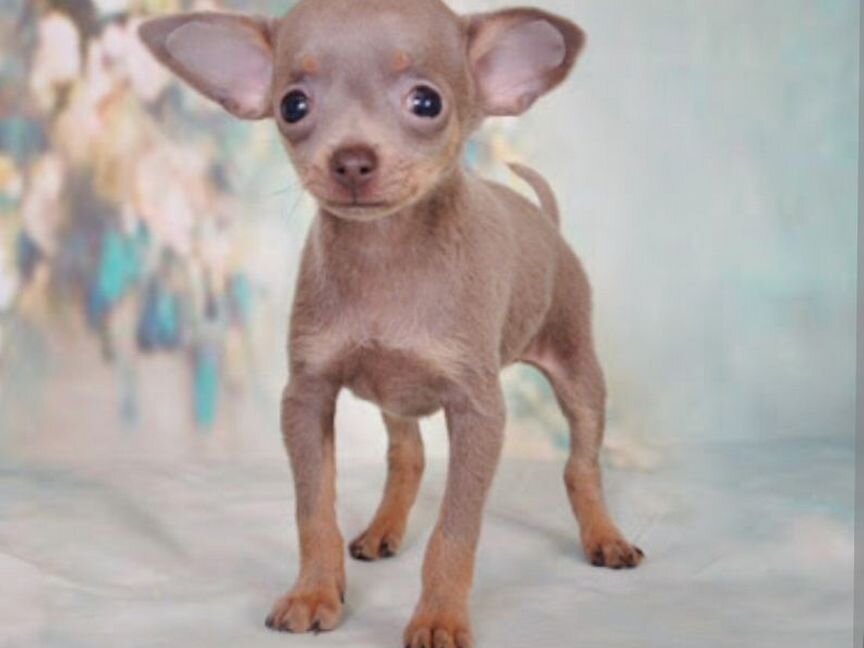 Мини той-терьер