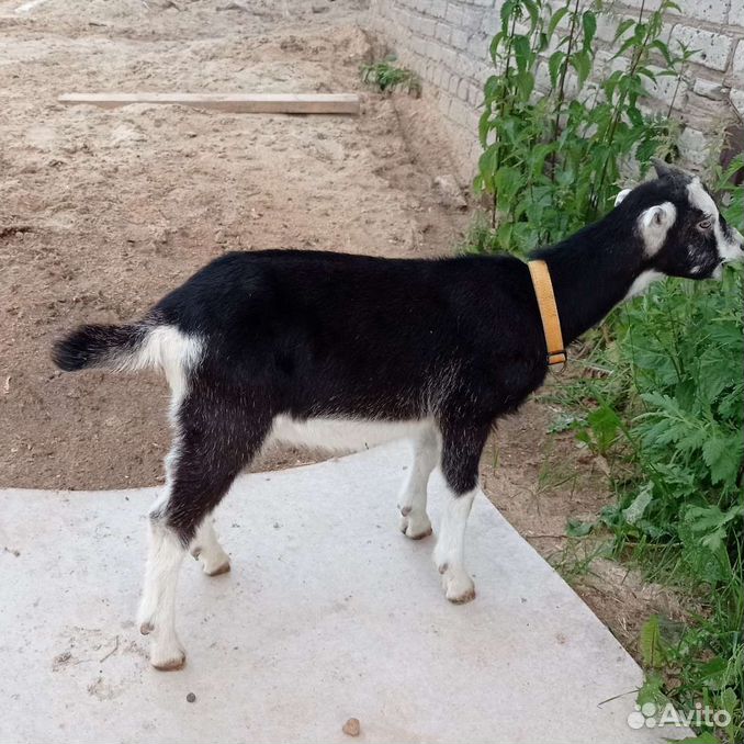 Козлёнок ламанчи на племя