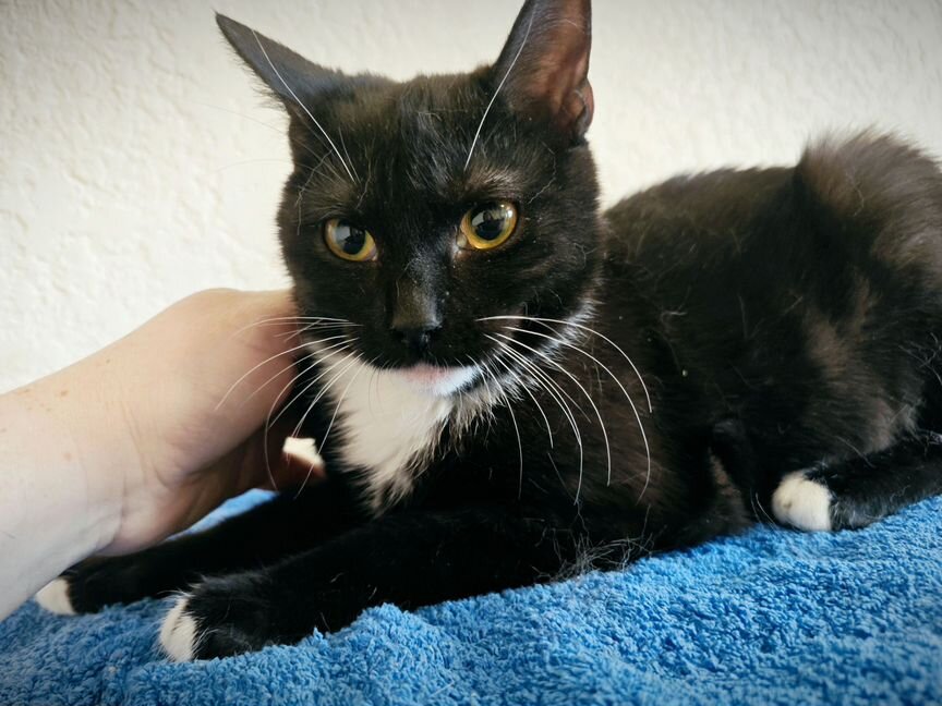 Наташе нужен дом