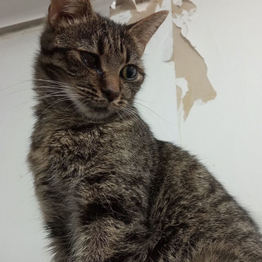 Кошечка 1 год