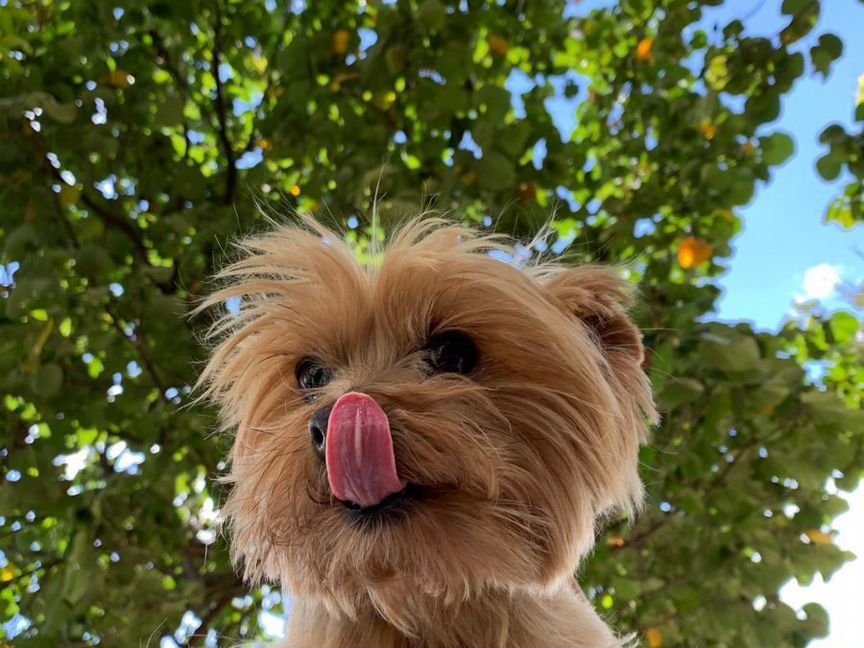 Йоркширский терьер мальчик