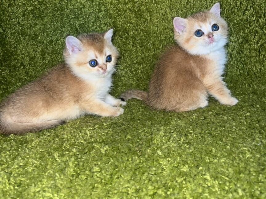 Котята с невероятными глазами