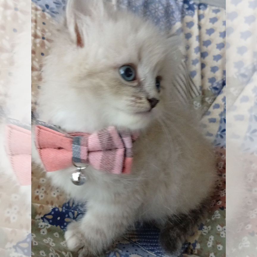 Невский маскарадный котёнок