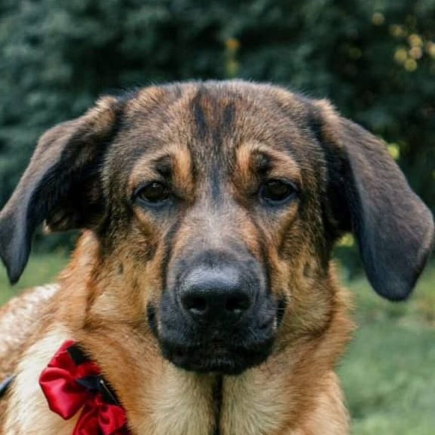Молли ищет дом