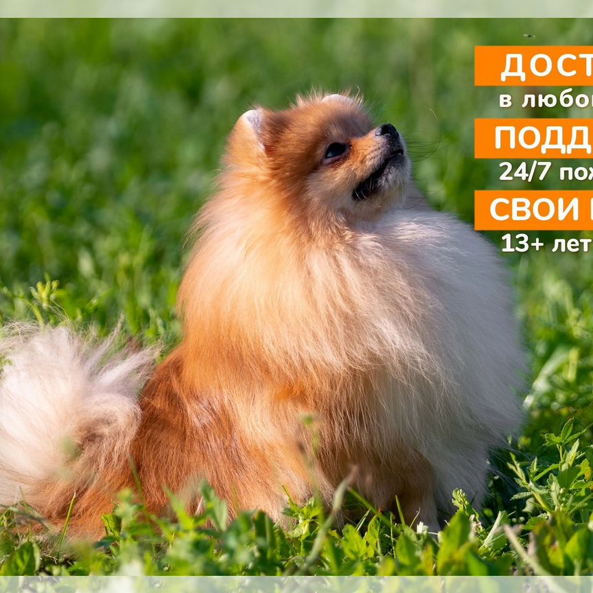 Померанский шпиц девочка