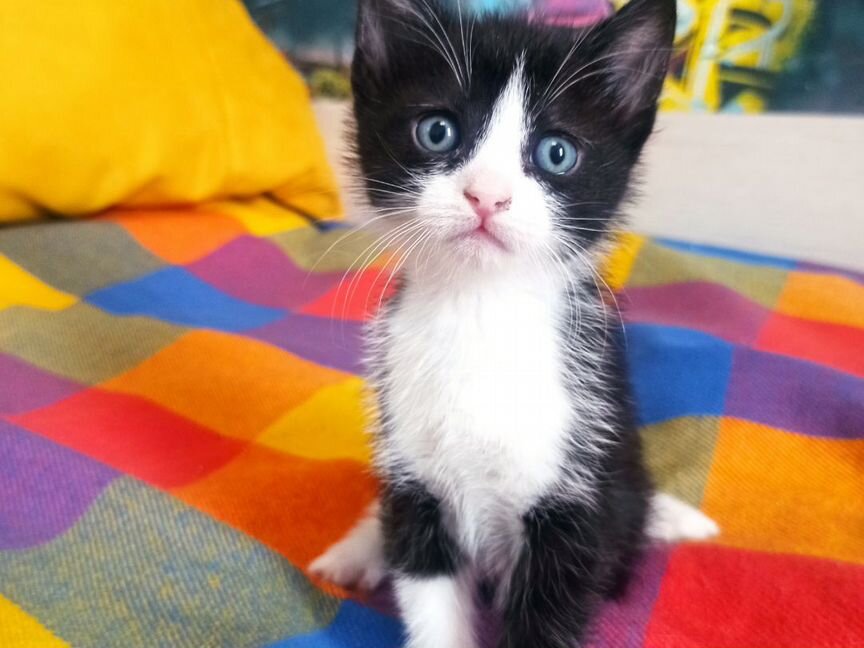 Котёнок мальчик котейка киса