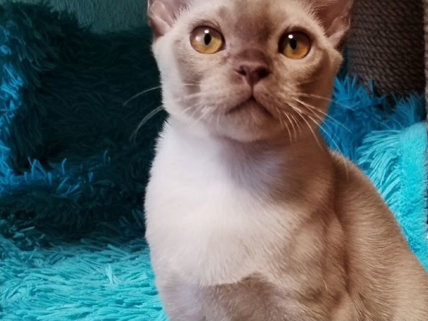 Шикарные Котята Европейской Бурмы Мальчики