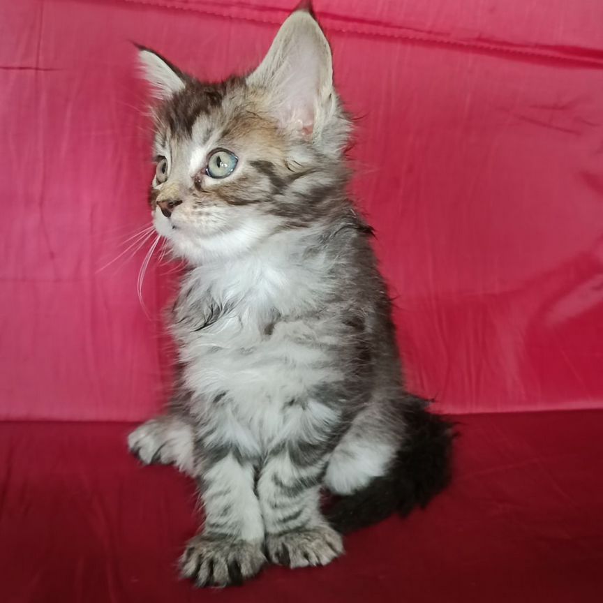 Мейн-кун котёнок