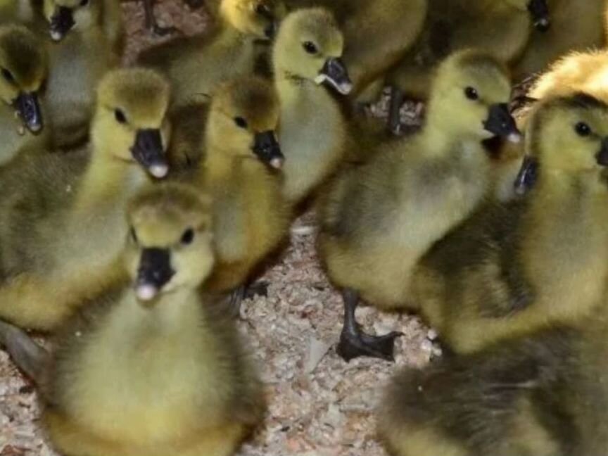 Продажа гусят