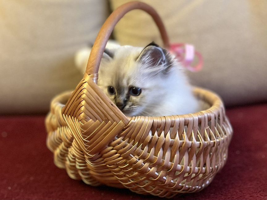 Котята священная бирма