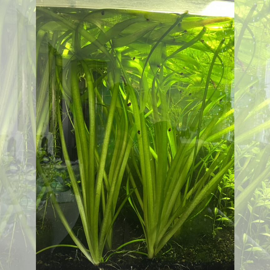 Гигантская Валлиснерия