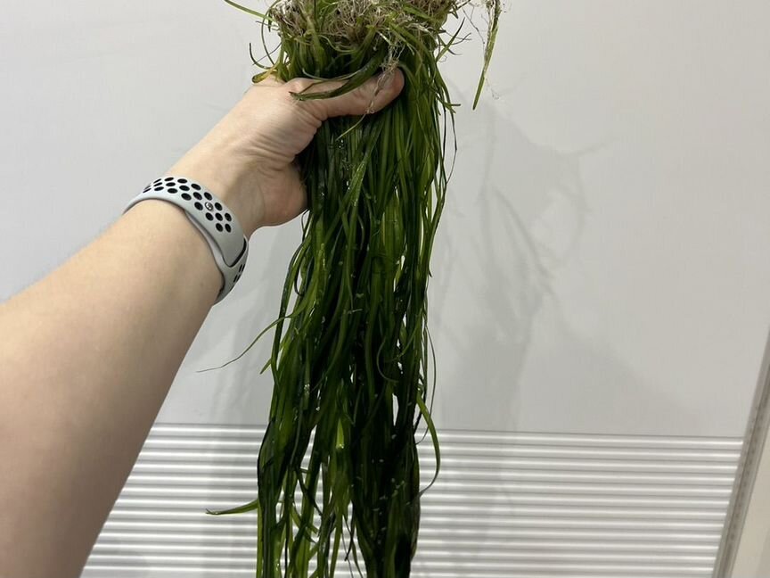 Валлиснерия тигровая (прополка)