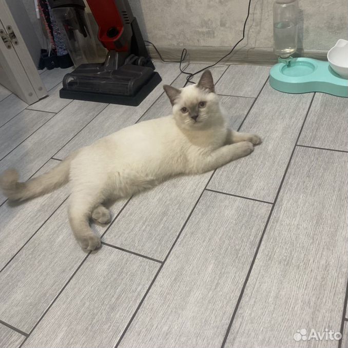 Шатланские котята