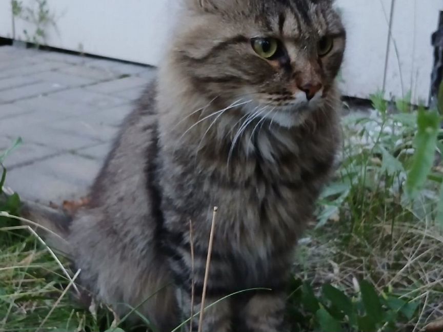 Котик