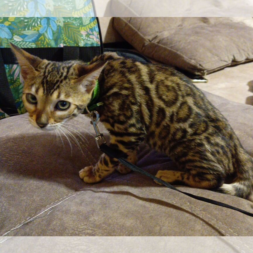 Бенгальская кошка