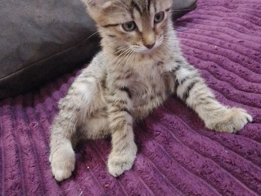 Котята в добрые руки бесплатно