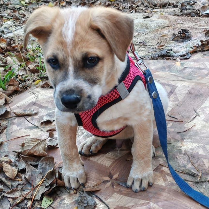 Щенок в добрые руки