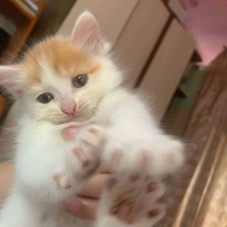 Домашние животные котята бесплатно