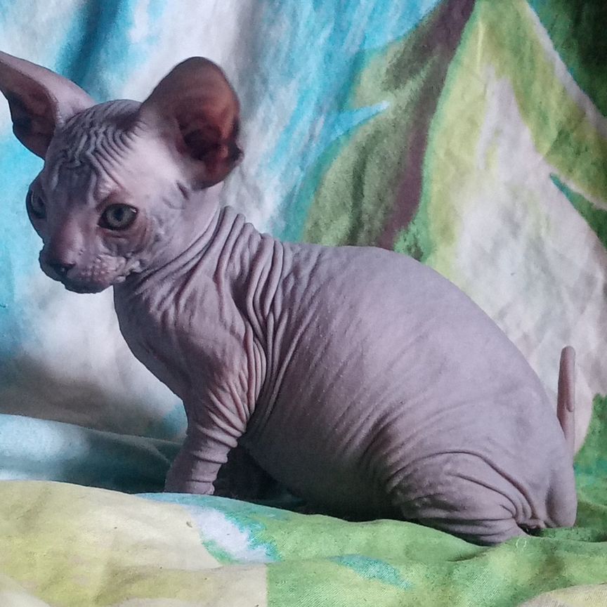 Котенок донского сфинкса