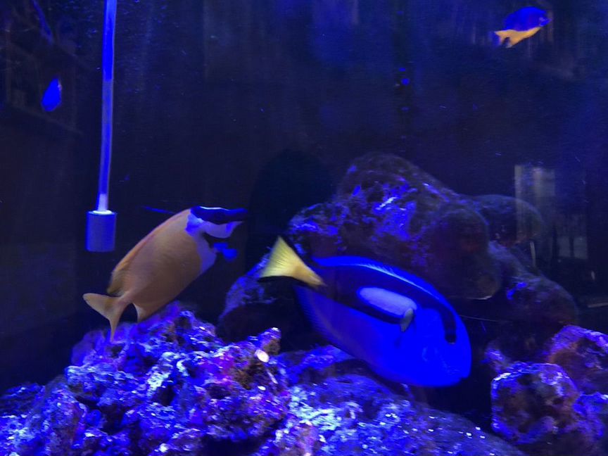 Морские рыбы Дори и Лиса