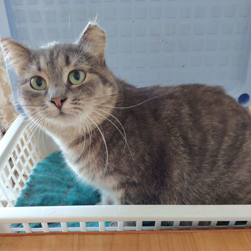 Взрослая, Девочка кошка в добрые руки