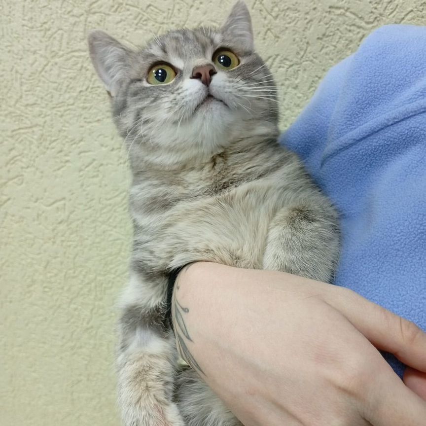 Котенок девочка в добрые руки