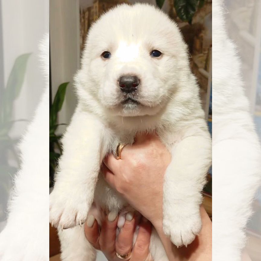 Щенки Алабая