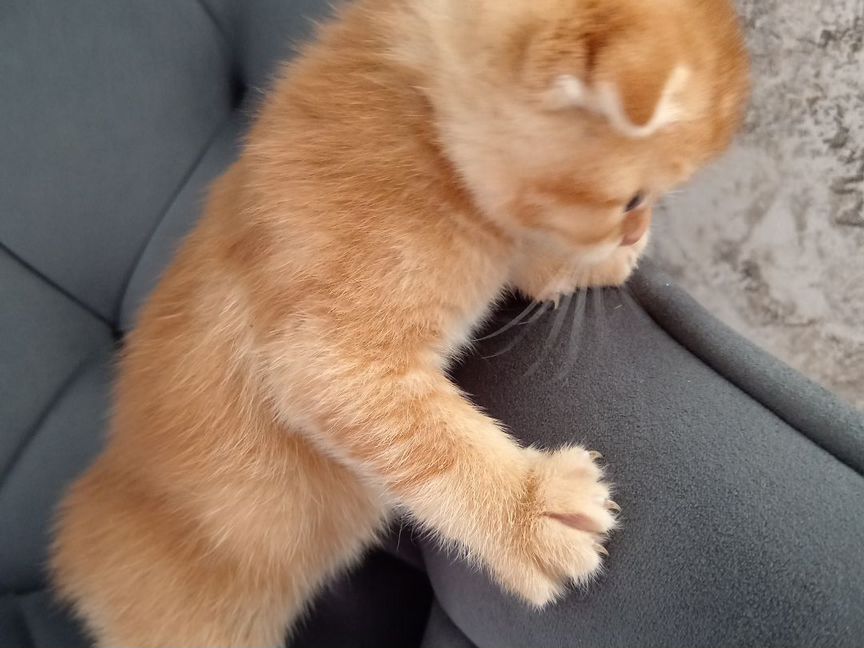 Шотландские вислоухие котята