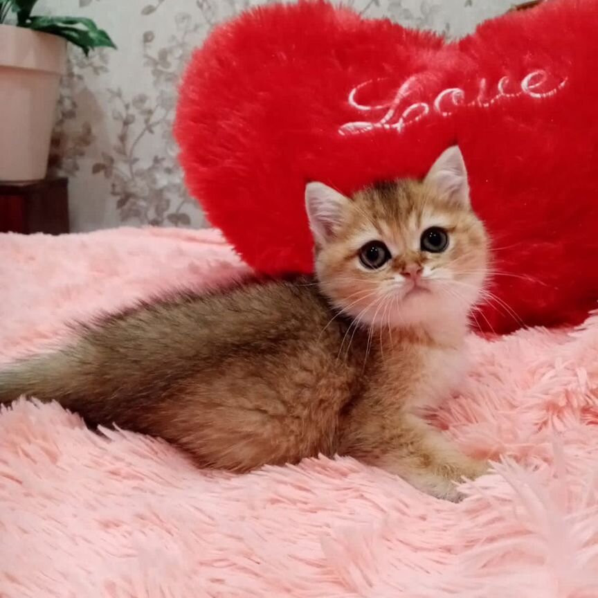Шотландские золотушки беби-фейс