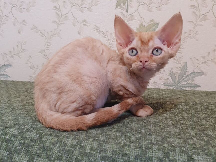 Девон-рекс девочка