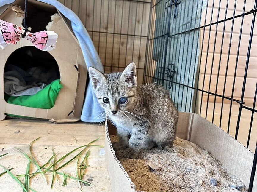 Котик 2 месяца