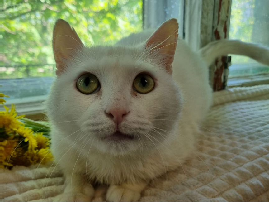 В лапах смерти