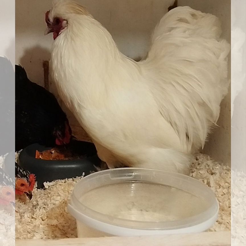 Карликовый петушок