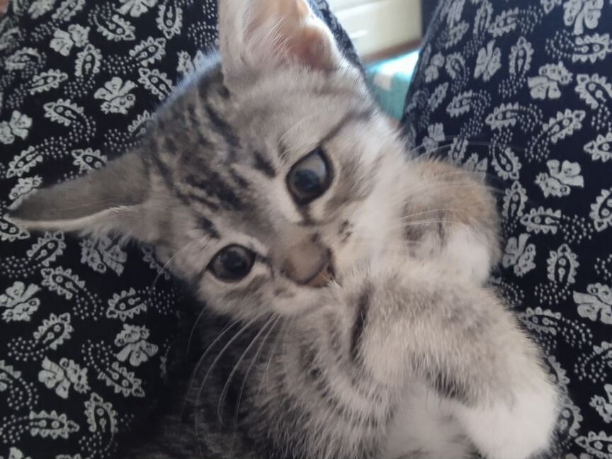 Котенок Алиса в добрые руки. Котенок ищет дом
