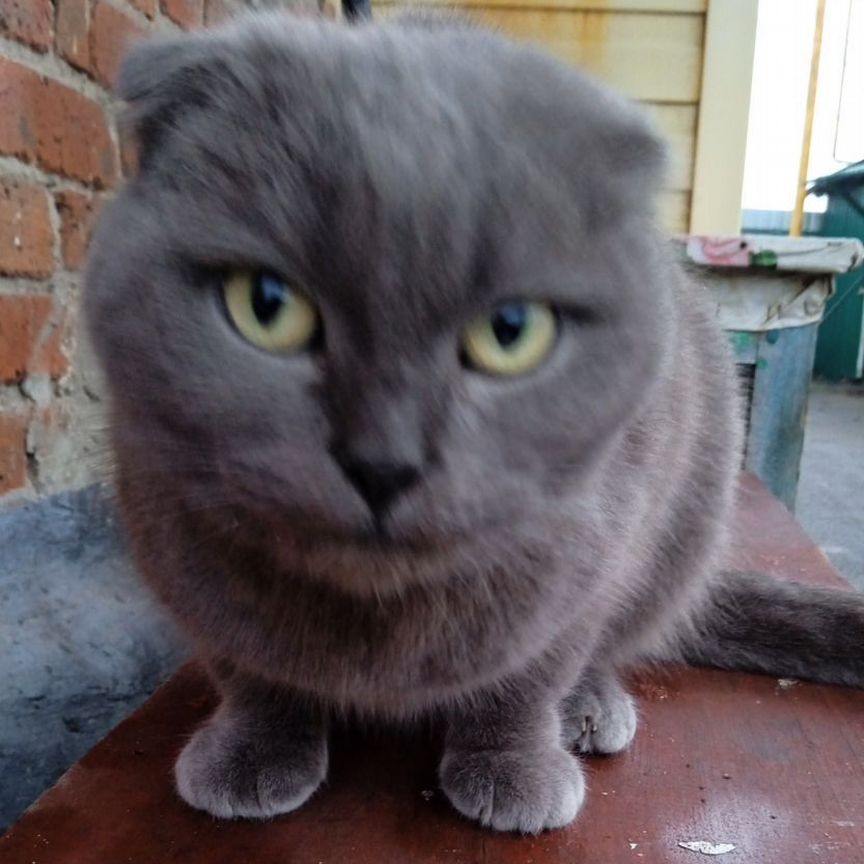 Кошка британская вислоухая