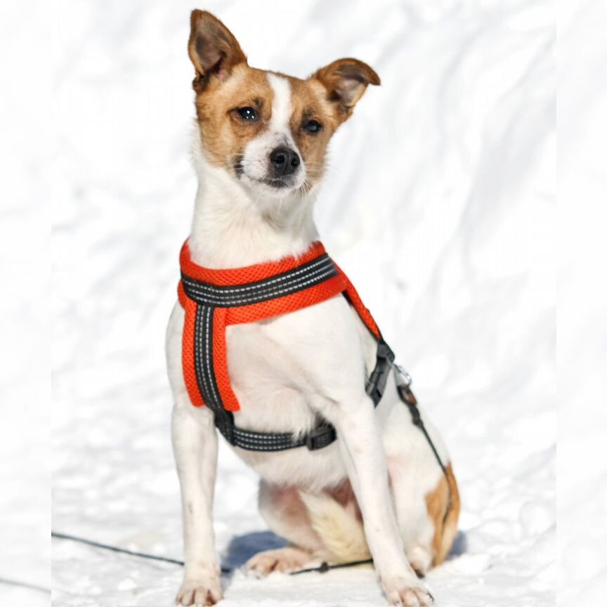 Взрослая собака в добрые руки