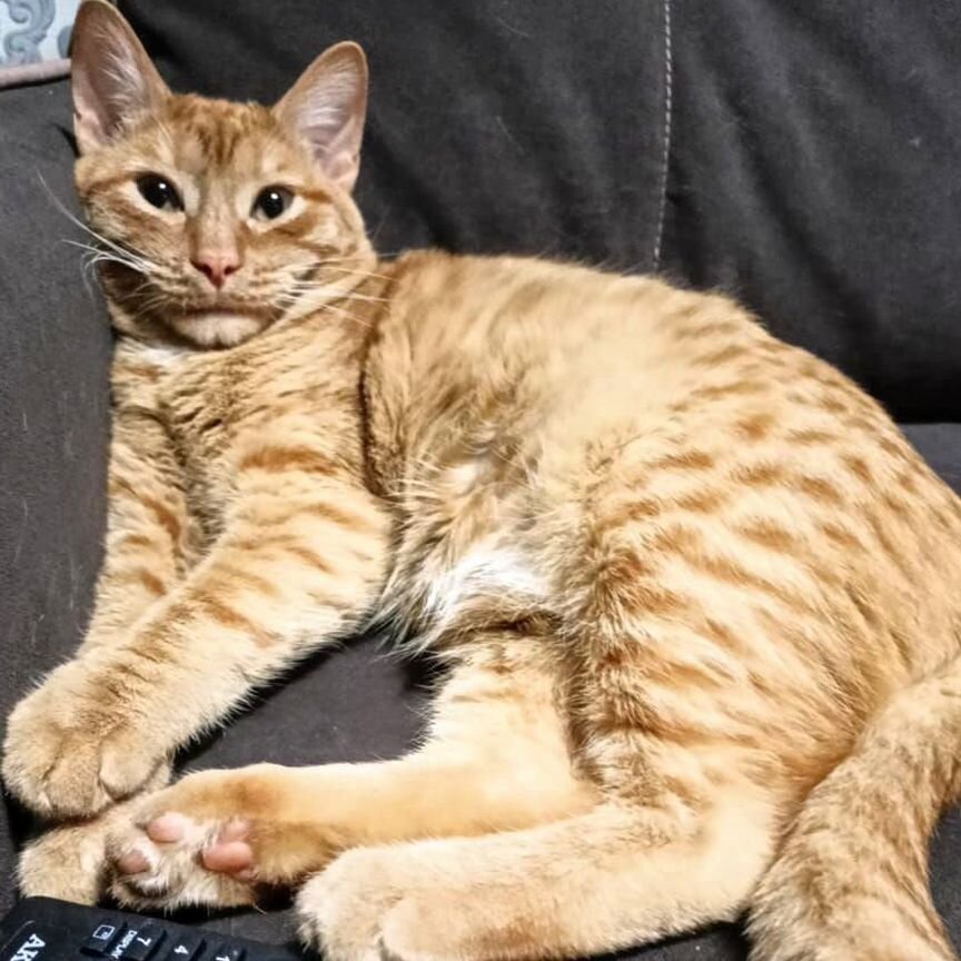 Рыжий кот