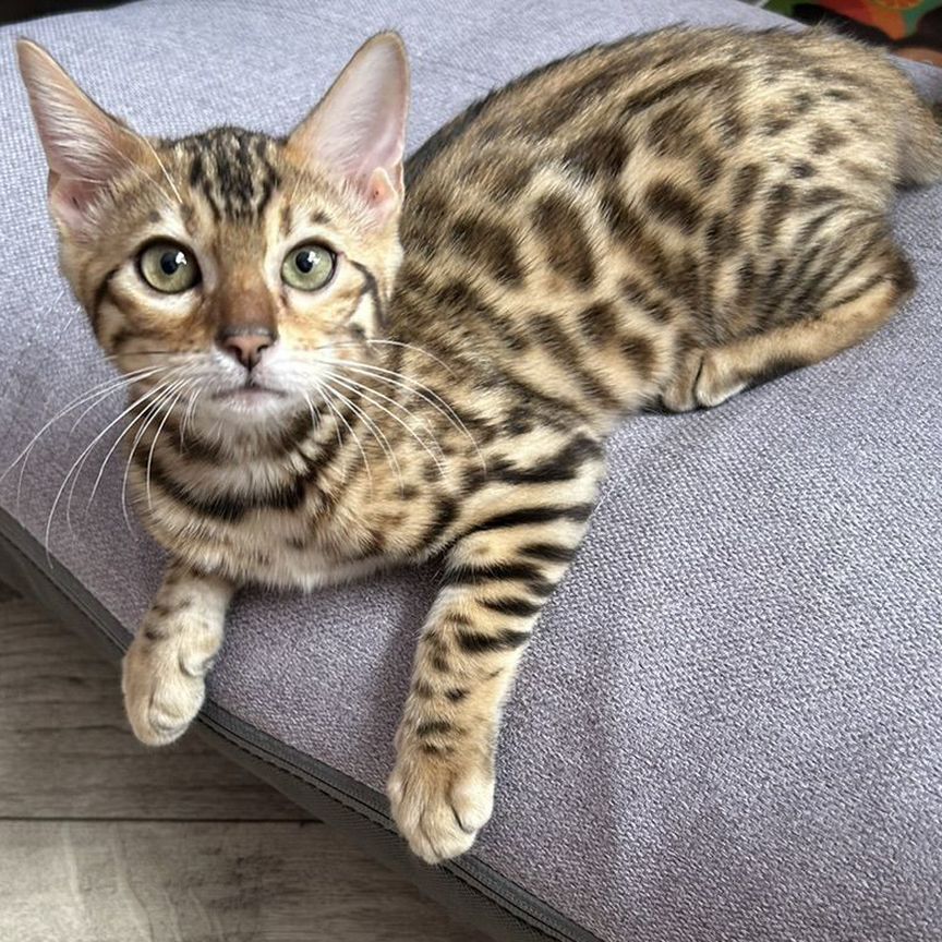 Вязка Бенгал (ищем Котика мальчика)