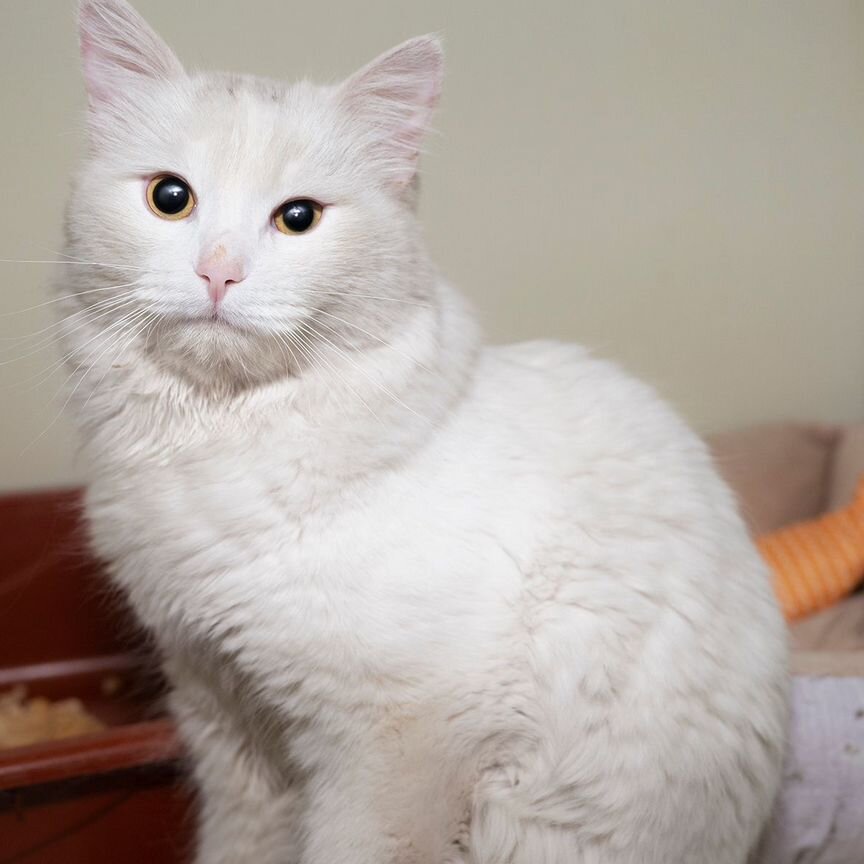 Турецкая ангора, котёнок из приюта