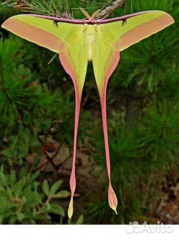 Бабочки тропические из мини-фермы