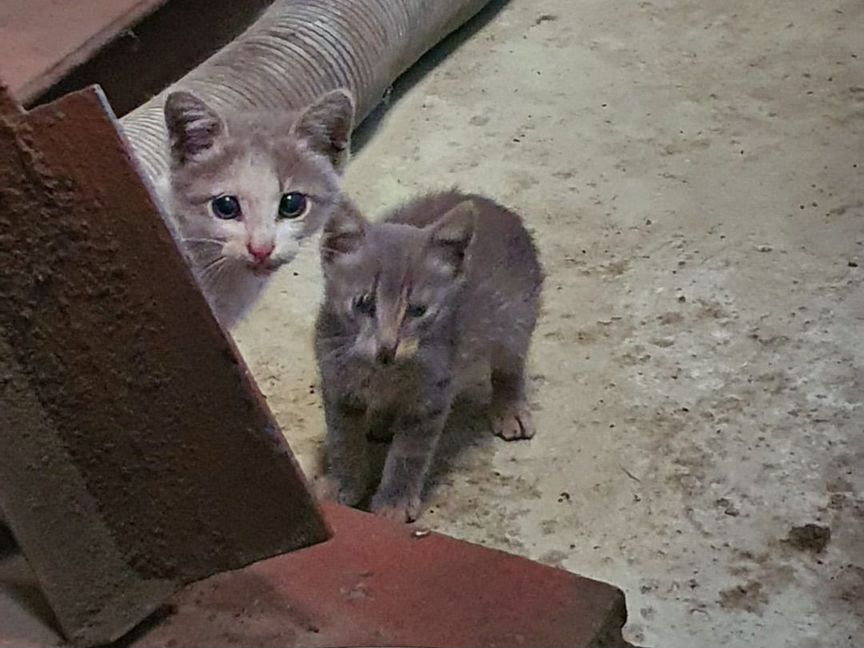 Котята в добрые руки