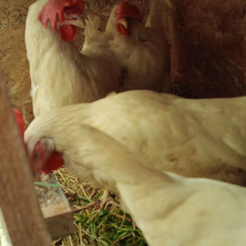 Куры несушки