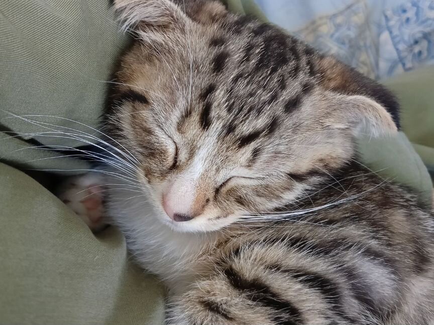 Котята в добрые руки бесплатно мальчик