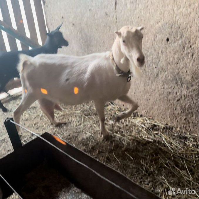Коза дойная с козленком